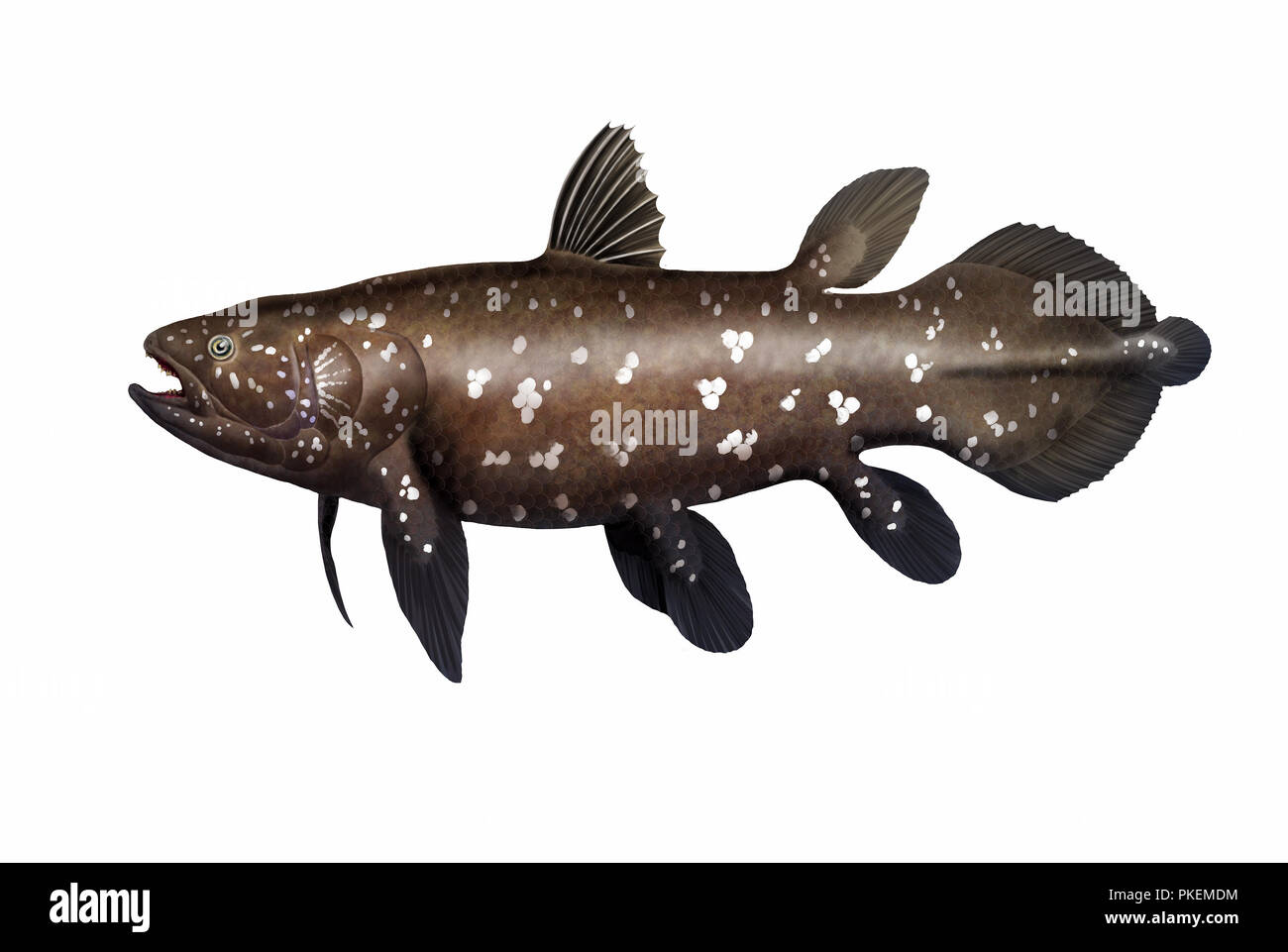 Coelacanth fish hi-res stock photography and images - Alamy