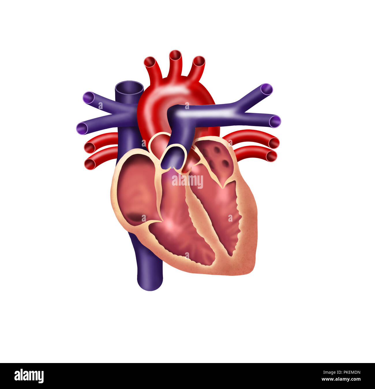 The Human Heart Without Labels