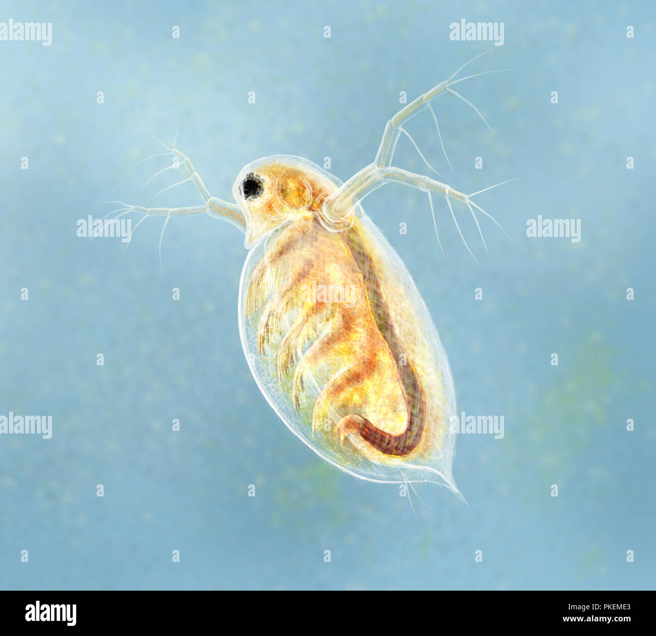 Daphnia hi-res stock photography and images - Alamy