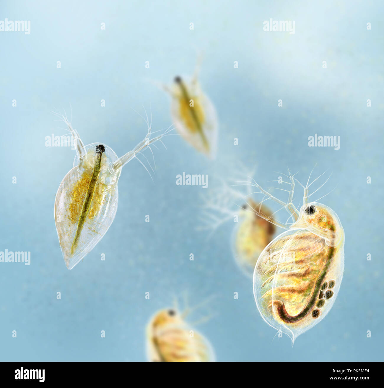 Digital illustration of a school of daphnia Stock Photo - Alamy