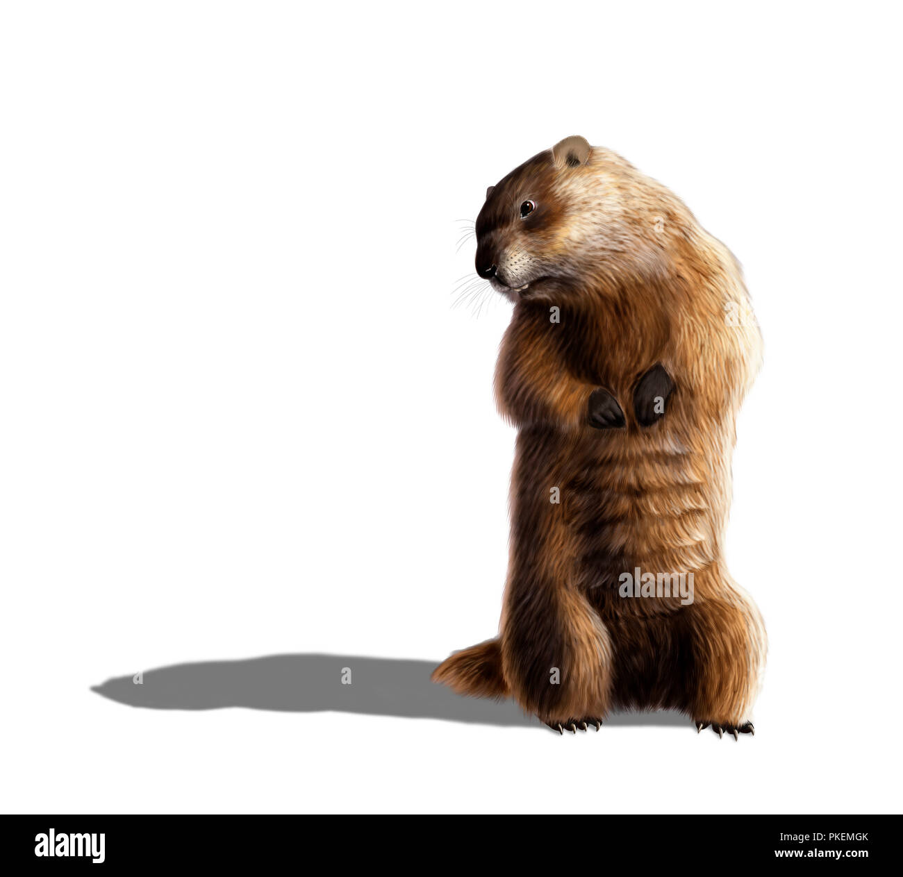 Groundhogs shadow Cut Out Stock Images & Pictures - Alamy