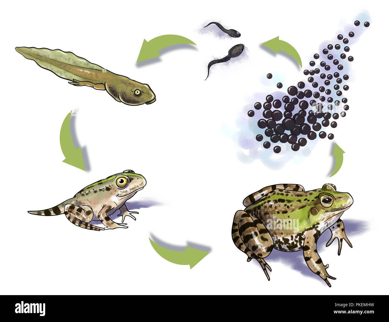 Life Cycle Of A Frog Printable Frog Life Cycle Craft The Craft Train