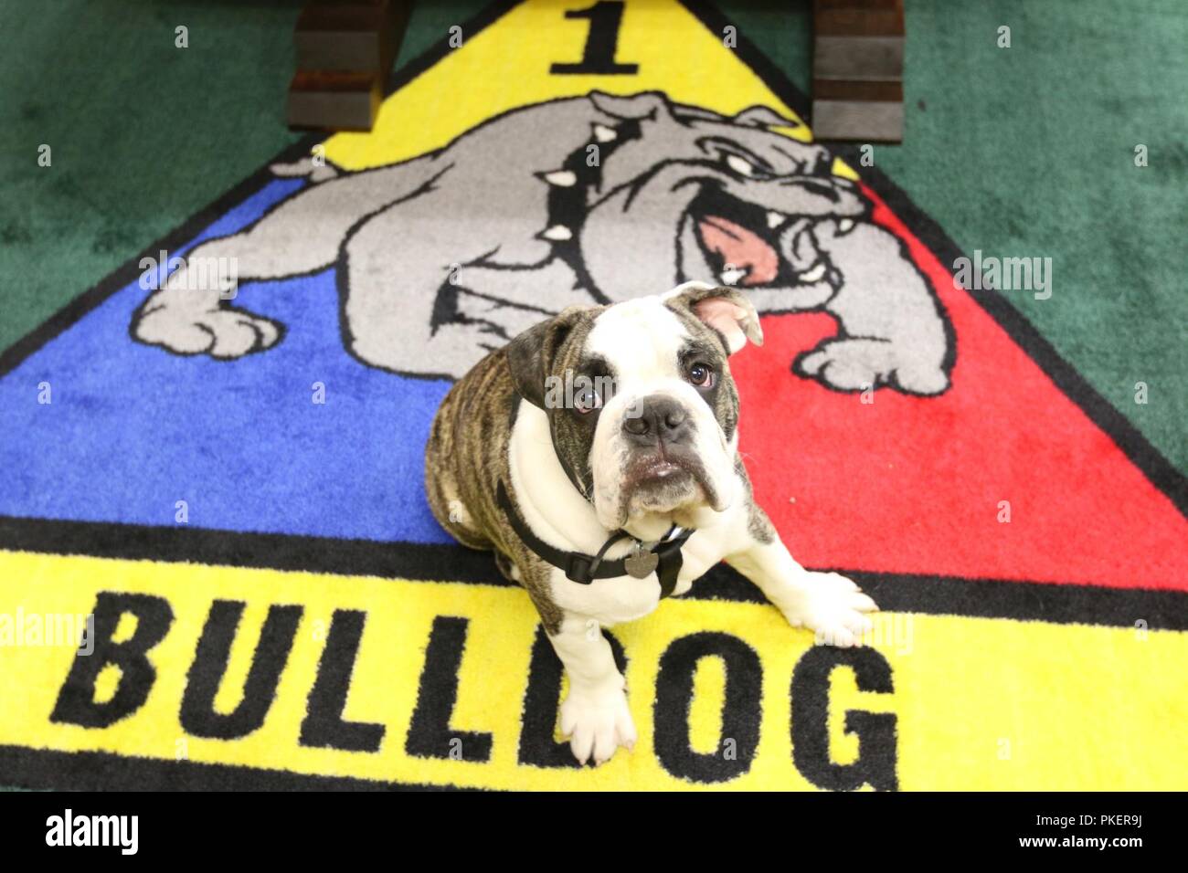 Pvt. Tank Chester, 3rd Armored Brigade Combat Team, 1st Armored ...