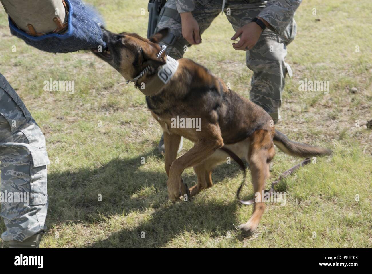 Gina, a military working dog with the 21st Security Forces Squadron ...