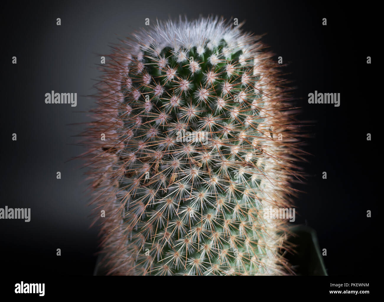 High contrast flower hi-res stock photography and images - Alamy