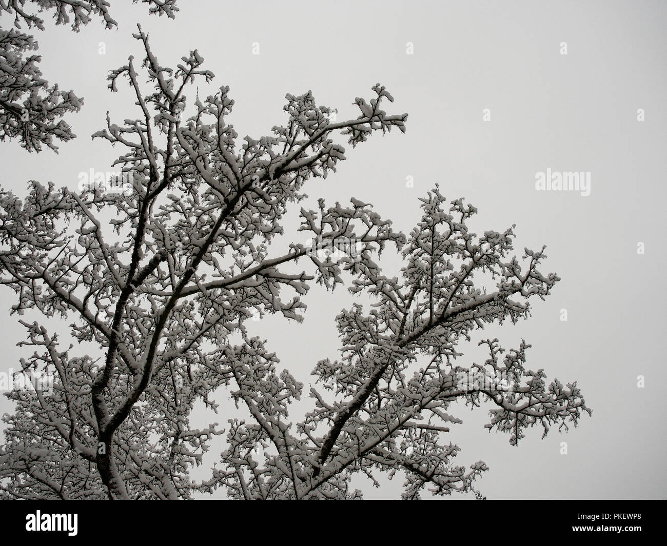 snow-covered branches of a tree in december Stock Photo - Alamy