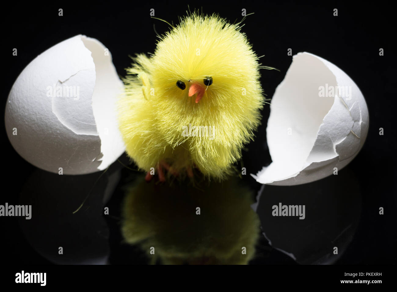 Baby chicken springing out of a cracked egg. Cute baby chick with egg ...