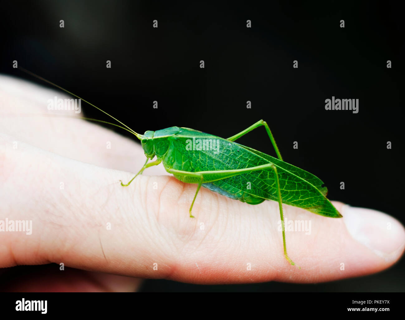 Grasshopper resting on a finger. Large bright green grass hopper with a ...