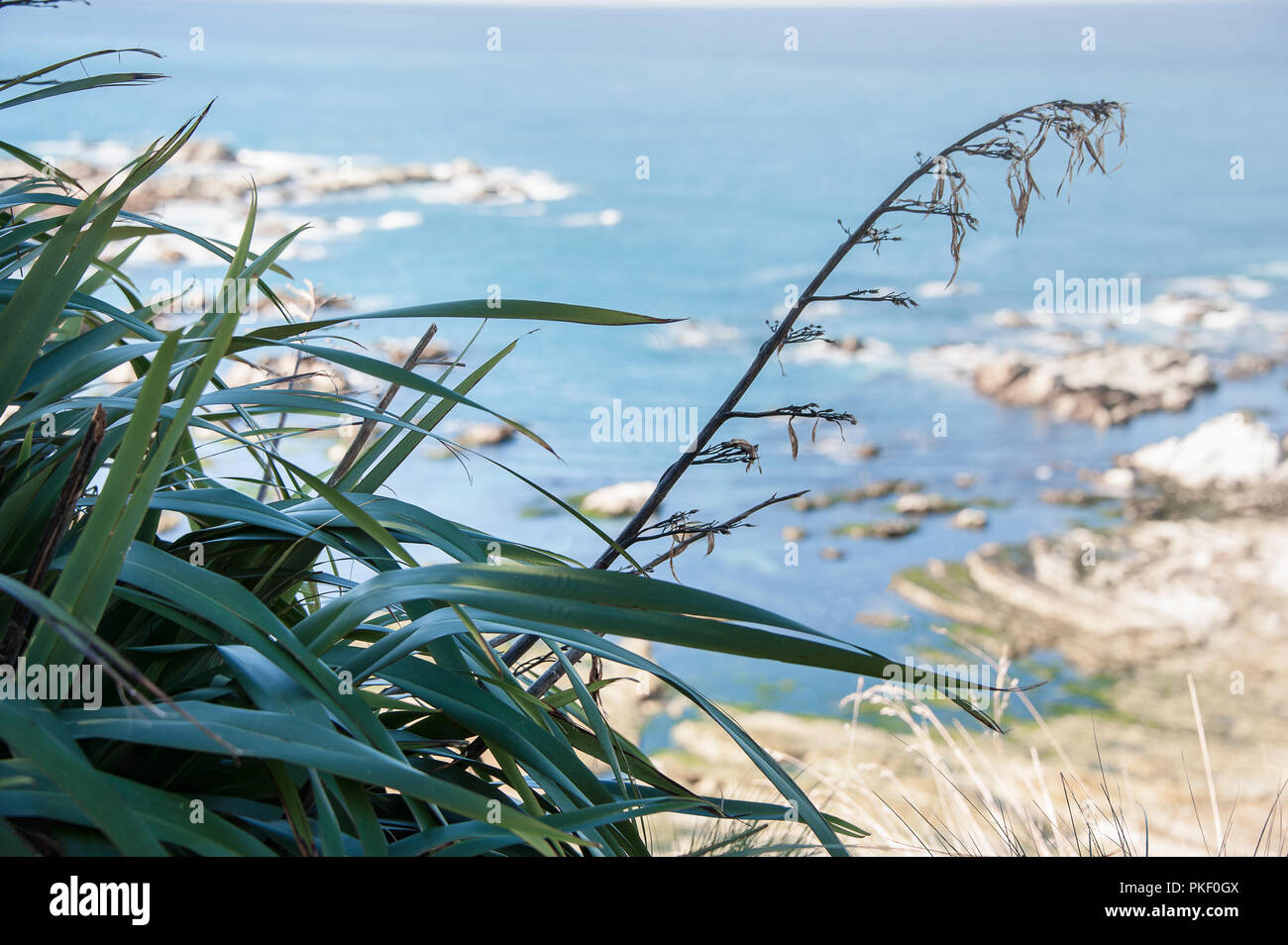 Coastal grass (Panicum Maximum), Kaikoura, New Zealand. Close up broad ...