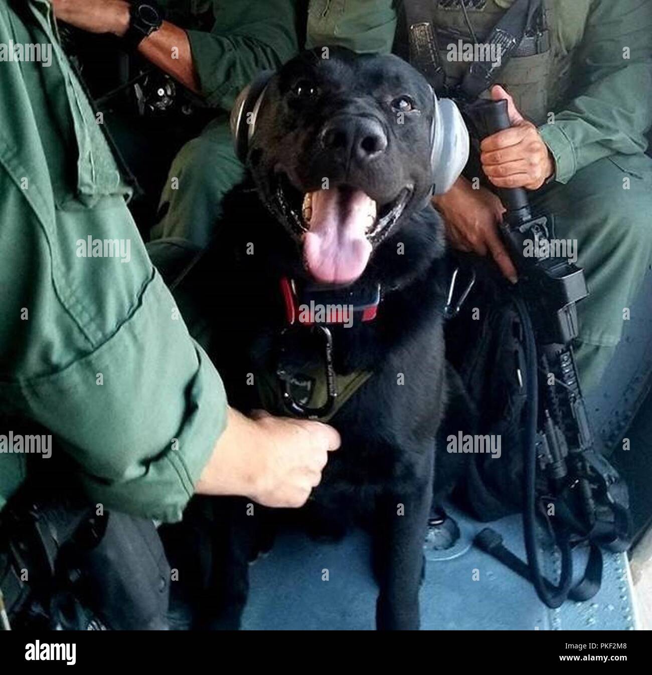 Cbp canine hi-res stock photography and images - Alamy