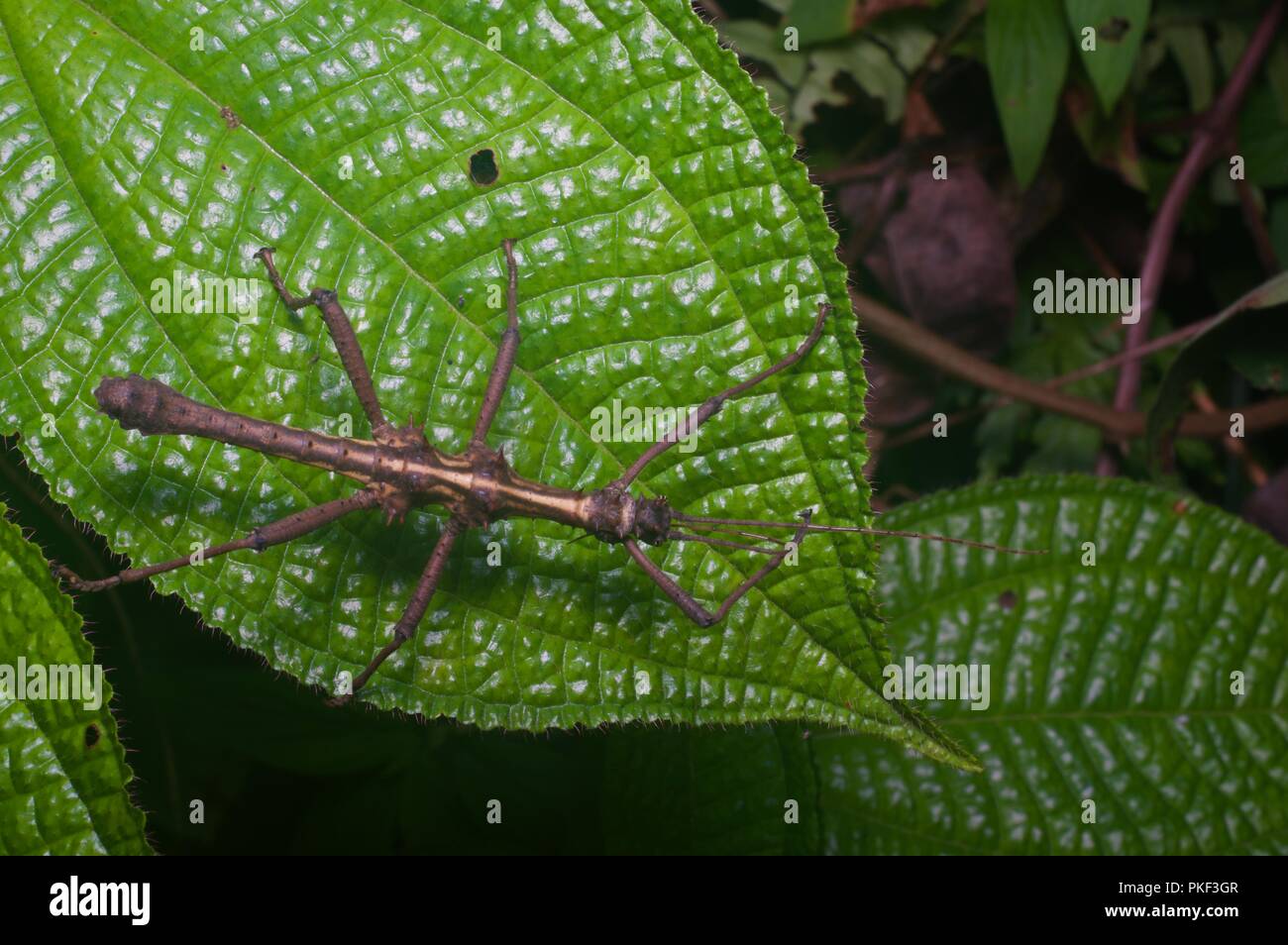 A phasmid (stick insect) in the rainforest at night near Poring at the ...