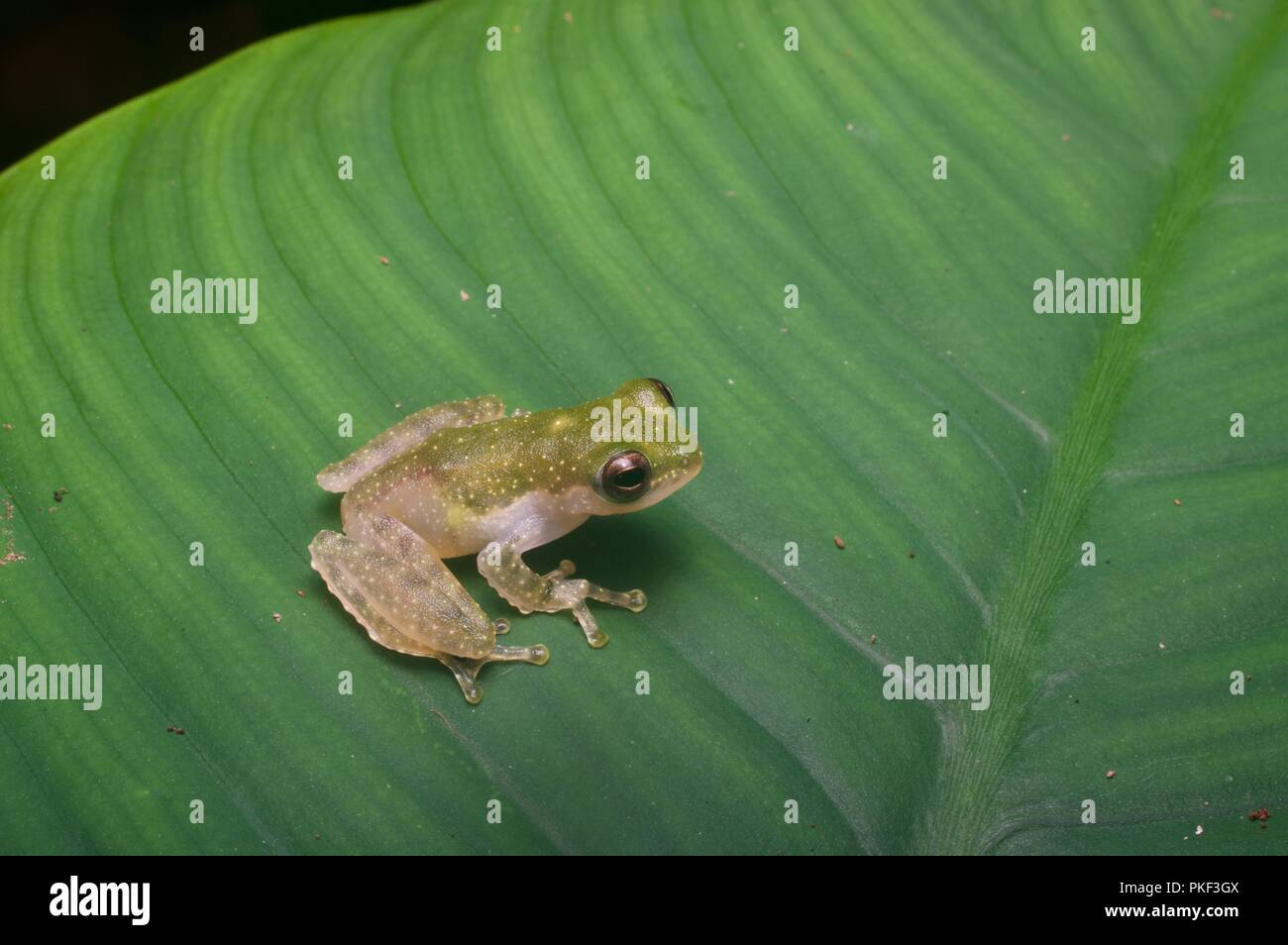 Kajau hi-res stock photography and images - Alamy