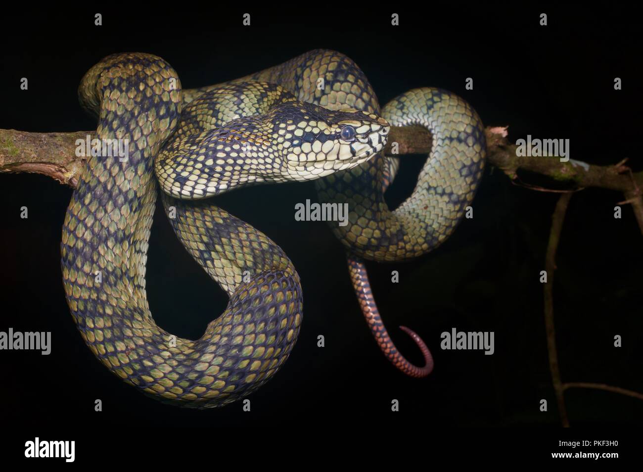An adult female Sumatran Pit Viper (Trimeresurus sumatranus) coiled around a thin branch at ...