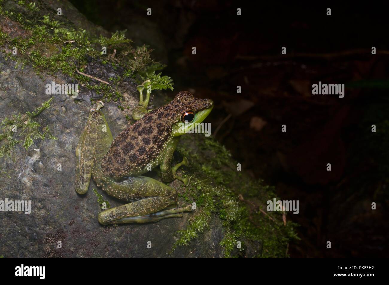 A Black-spotted Rock Skipper (Staurois guttatus) on a boulder at night ...