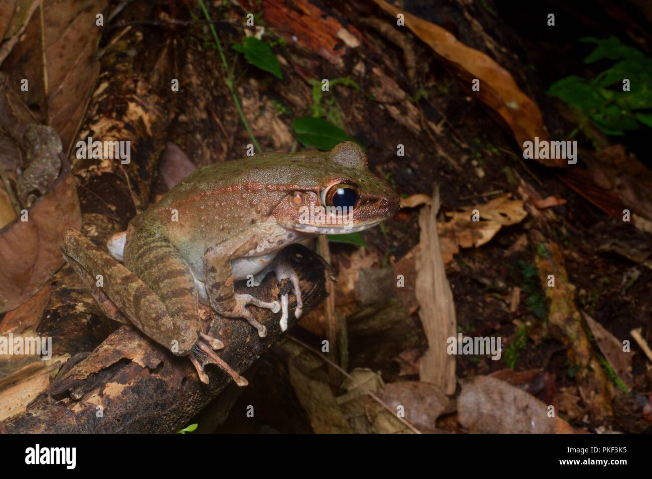 A Maryati's Torrent Frog (Meristogenys maryatiae) in ambush position on ...