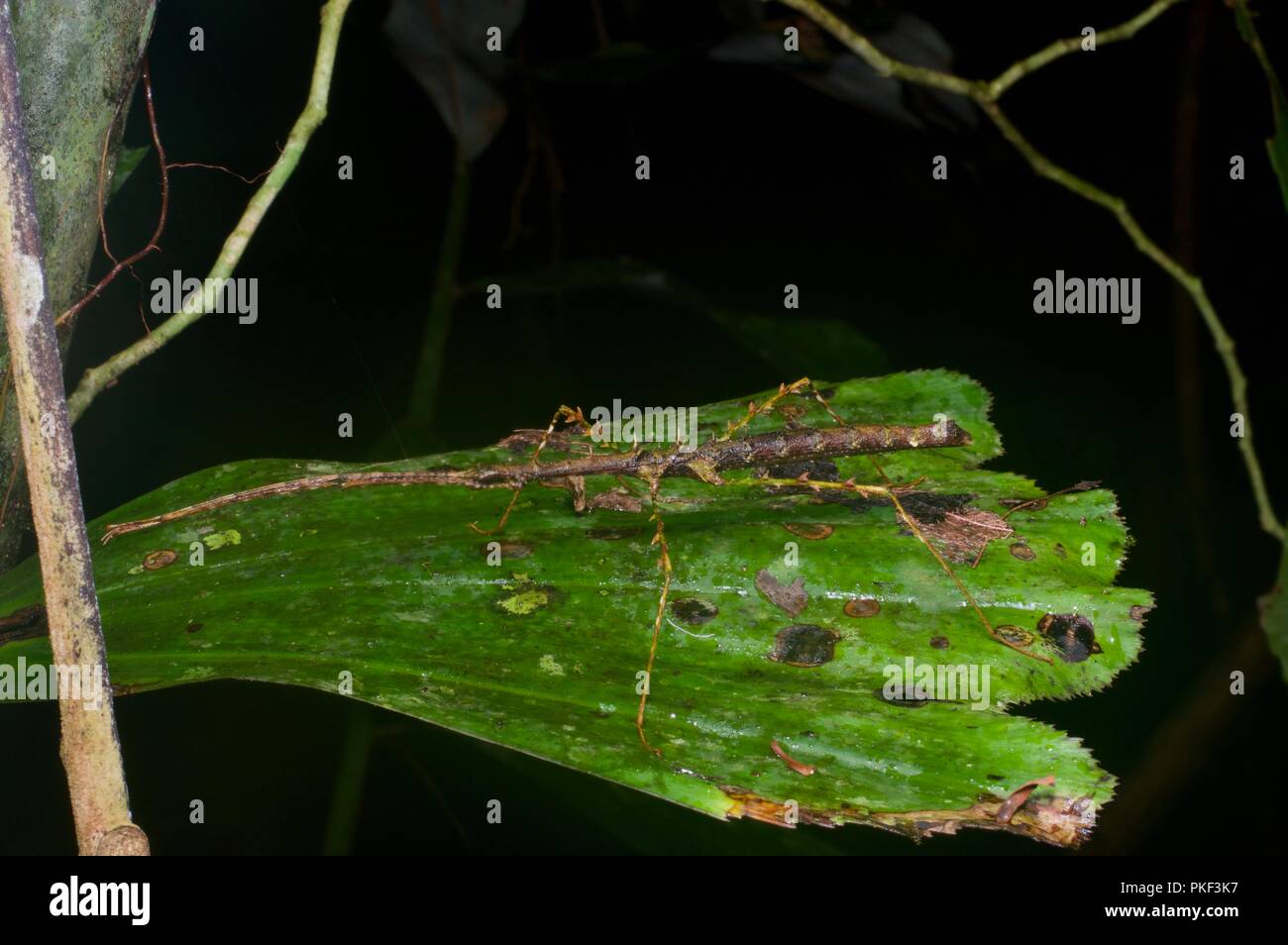 A phasmid (stick insect) in the rainforest at night near Poring at the ...