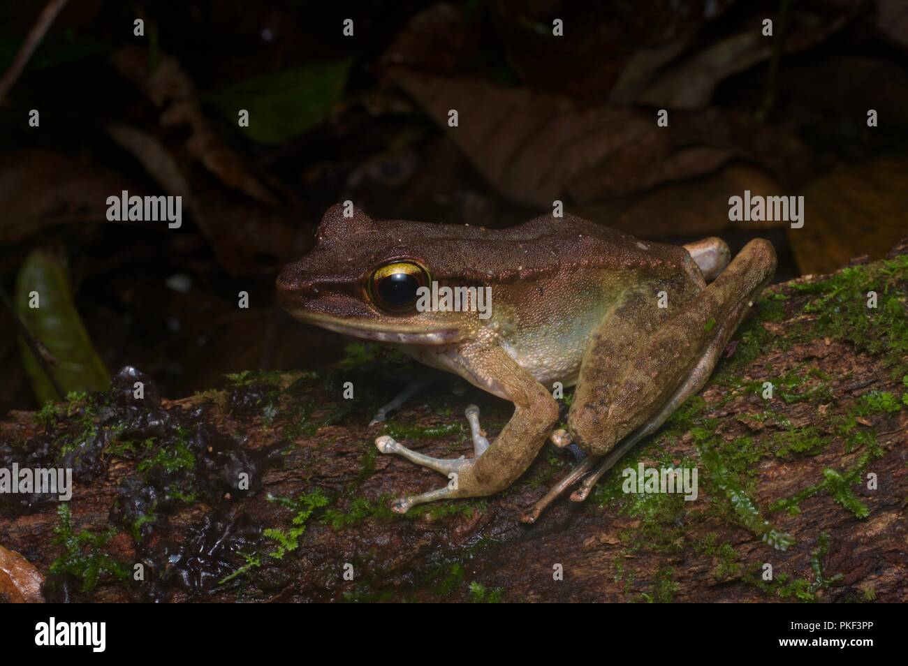 Torrent frog hi-res stock photography and images - Alamy