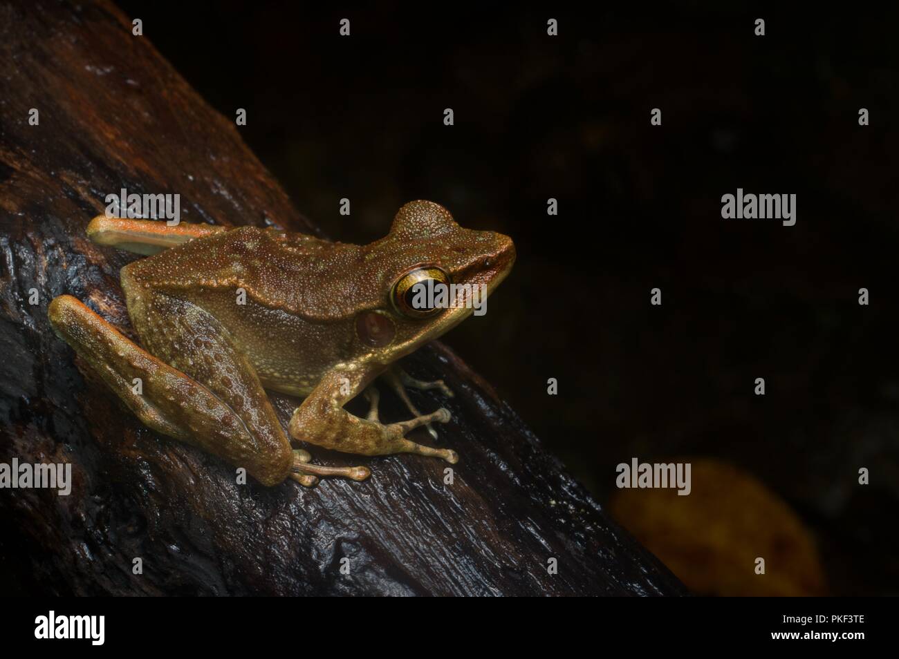 Meristogenys hi-res stock photography and images - Alamy