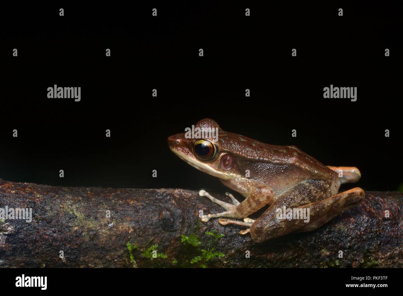 Northern green frog hi-res stock photography and images - Alamy