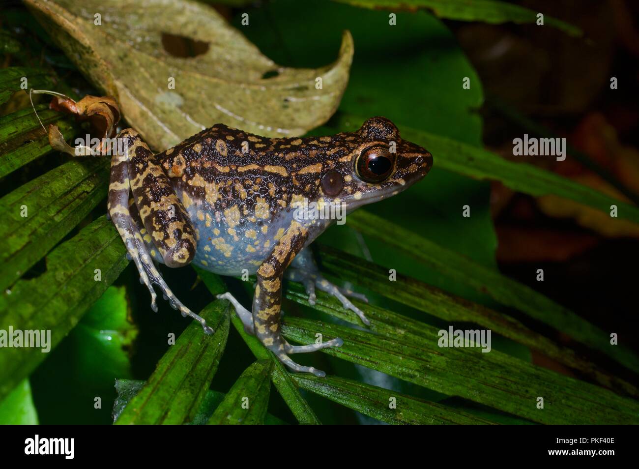 A Spotted Stream Frog (Pulchrana picturata) on a palm frond in Ranau ...