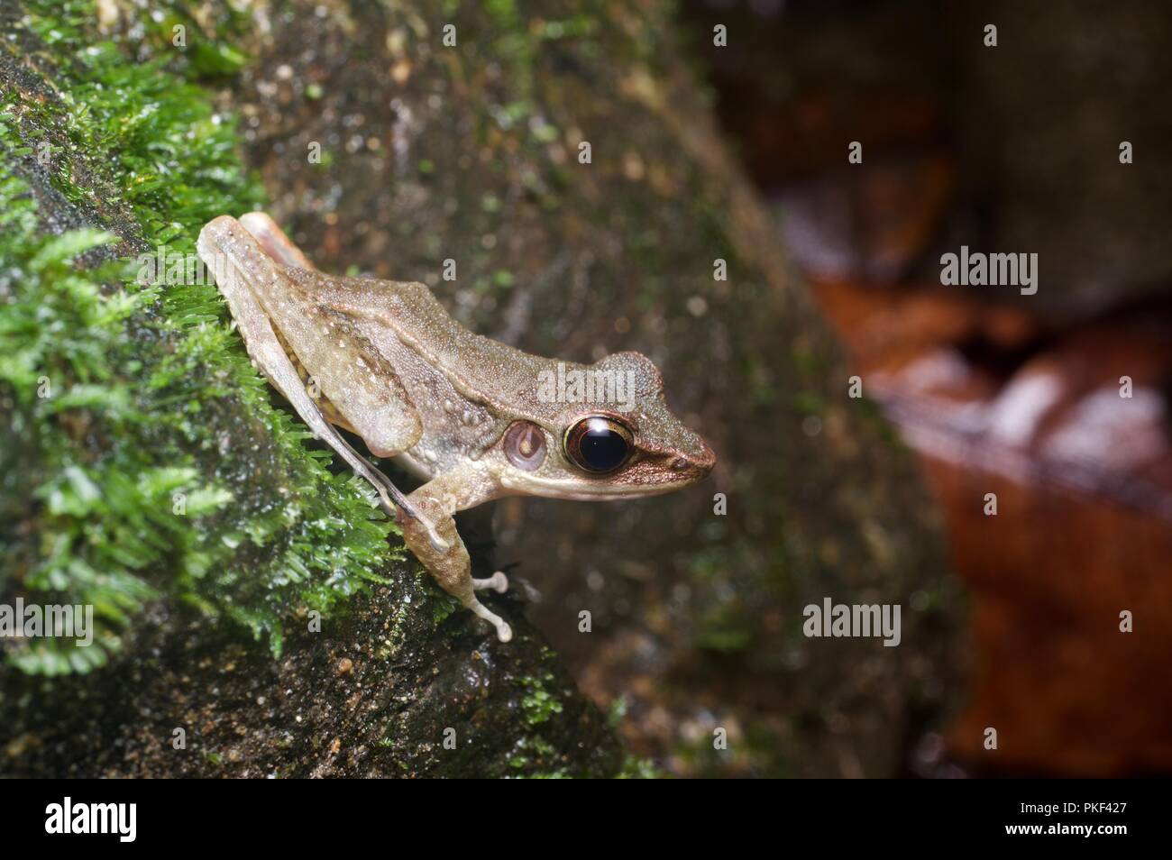 Torrent frog hi-res stock photography and images - Alamy