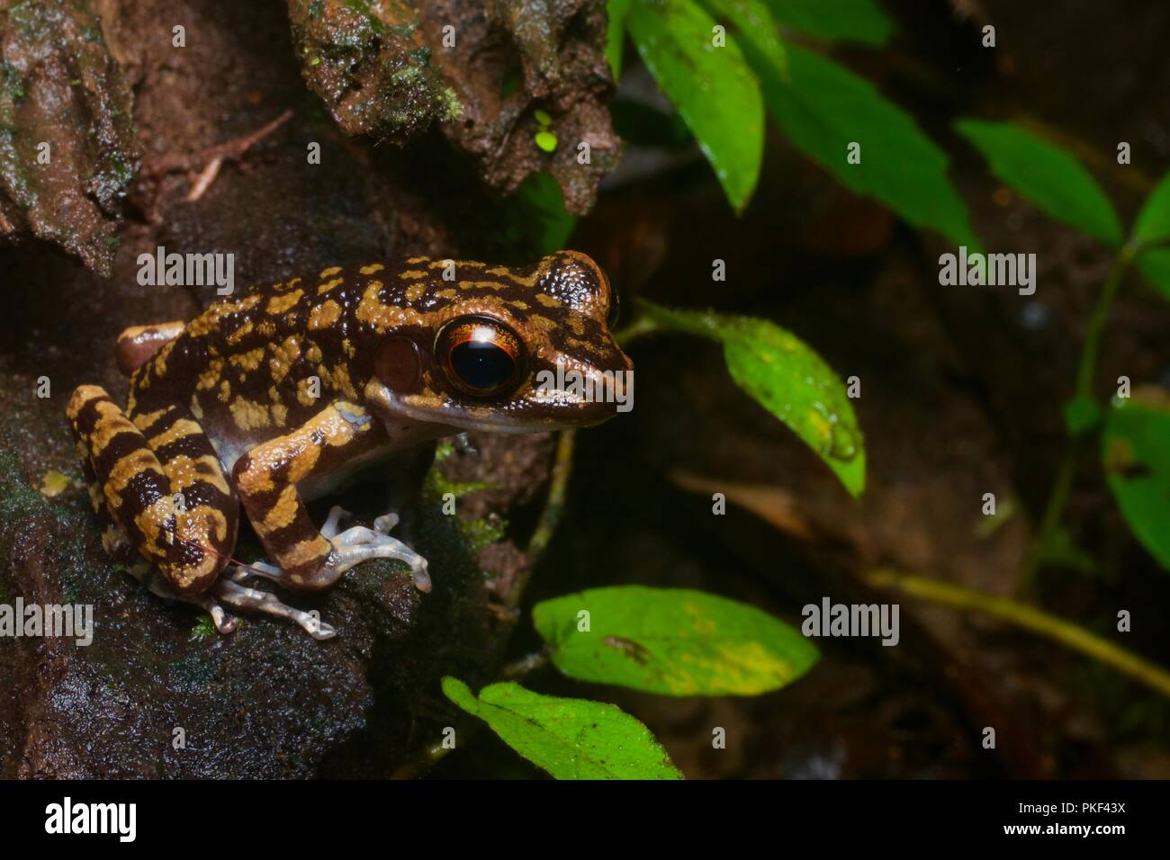 Pulchrana picturata hi-res stock photography and images - Alamy
