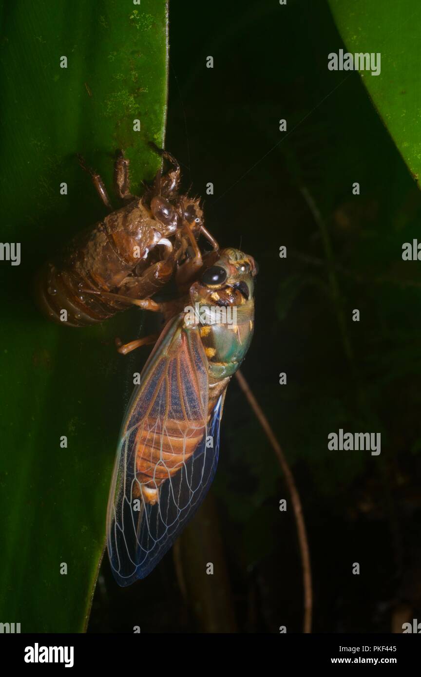 A molting cicada emerges from its larval skin in Ranau, Sabah, East ...