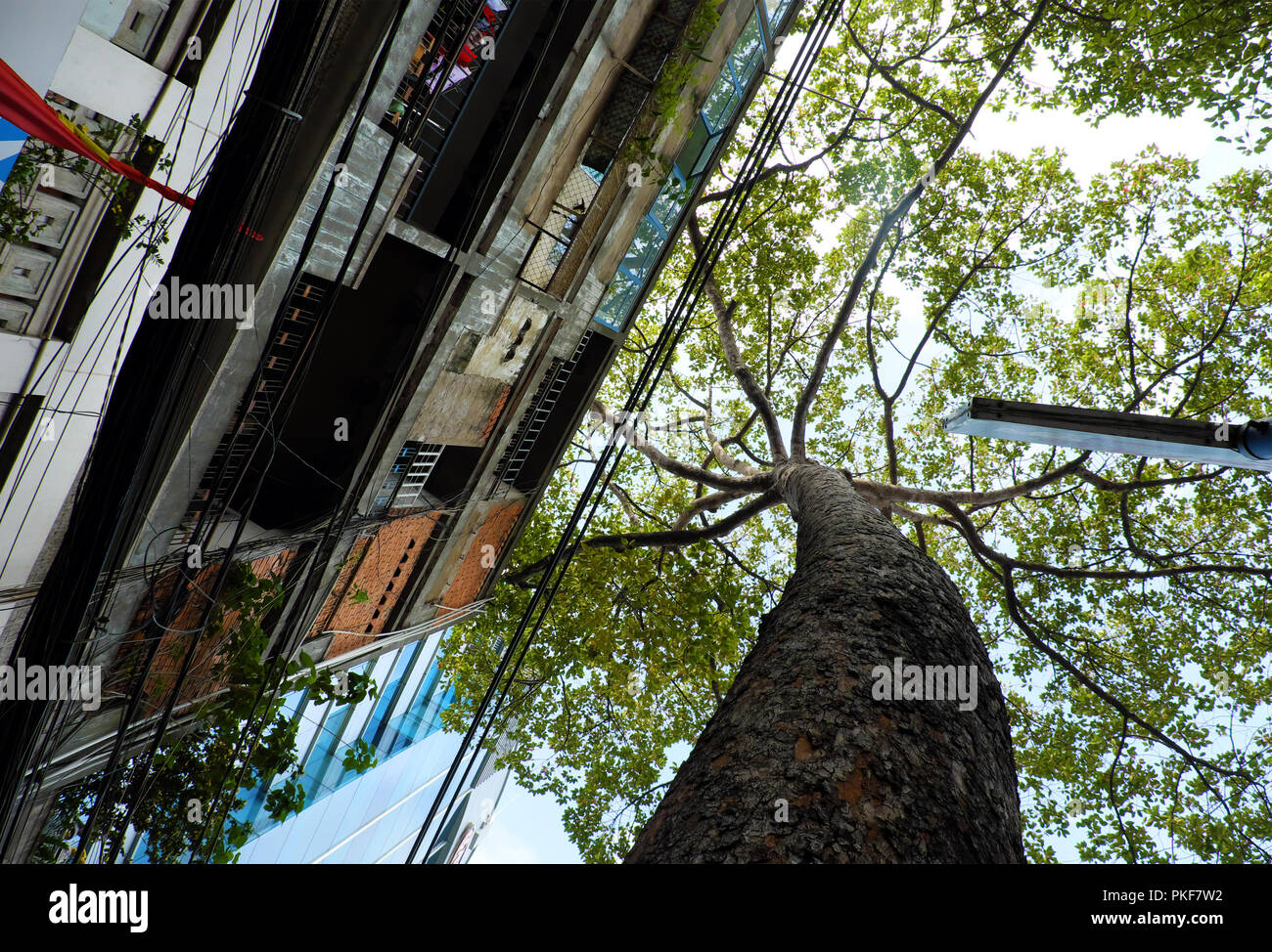 HO CHI MINH CITY, VIET NAM- AUG 8: Old building and big tree from ...