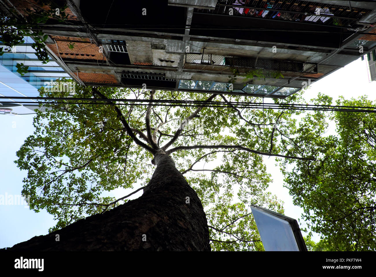 HO CHI MINH CITY, VIET NAM- AUG 8: Old building and big tree from ...