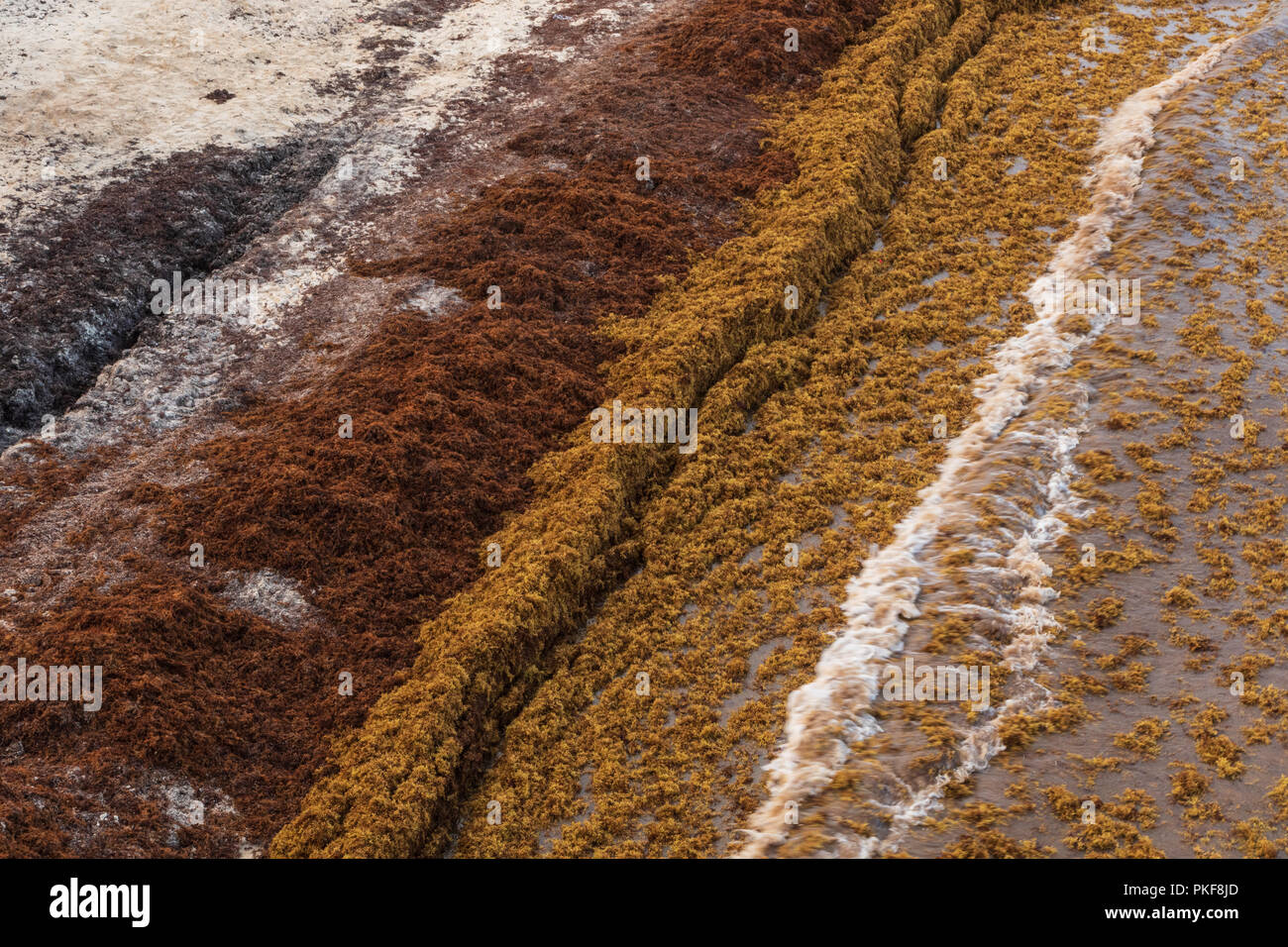 Sargassum algae covers the popular vacation beach of Playa Del Carmen ...