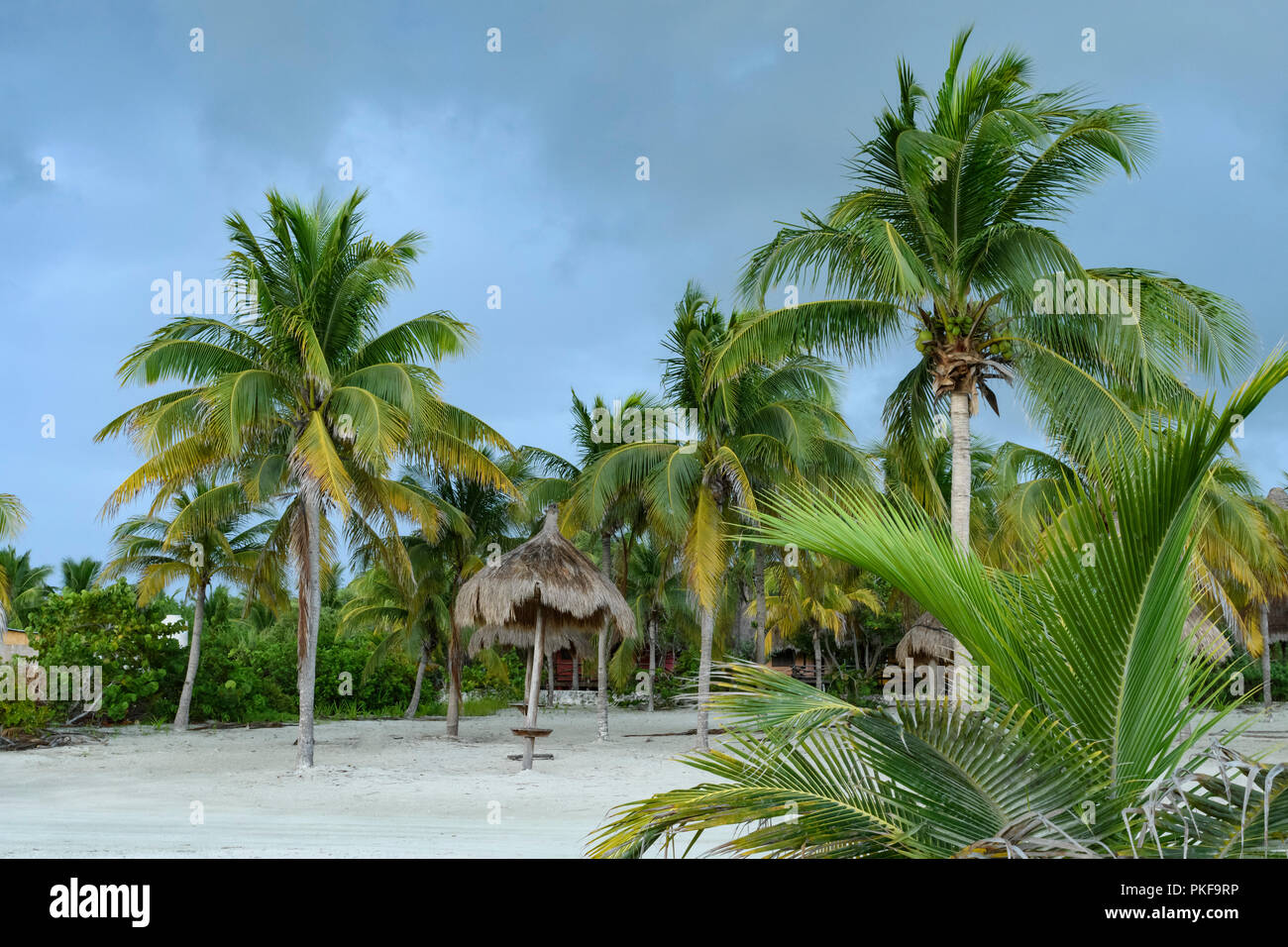 Palm trees on white sand with palapas in Mexico Stock Photo - Alamy