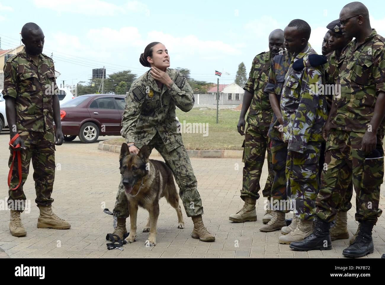 1st military working dog regiment hi-res stock photography and images ...