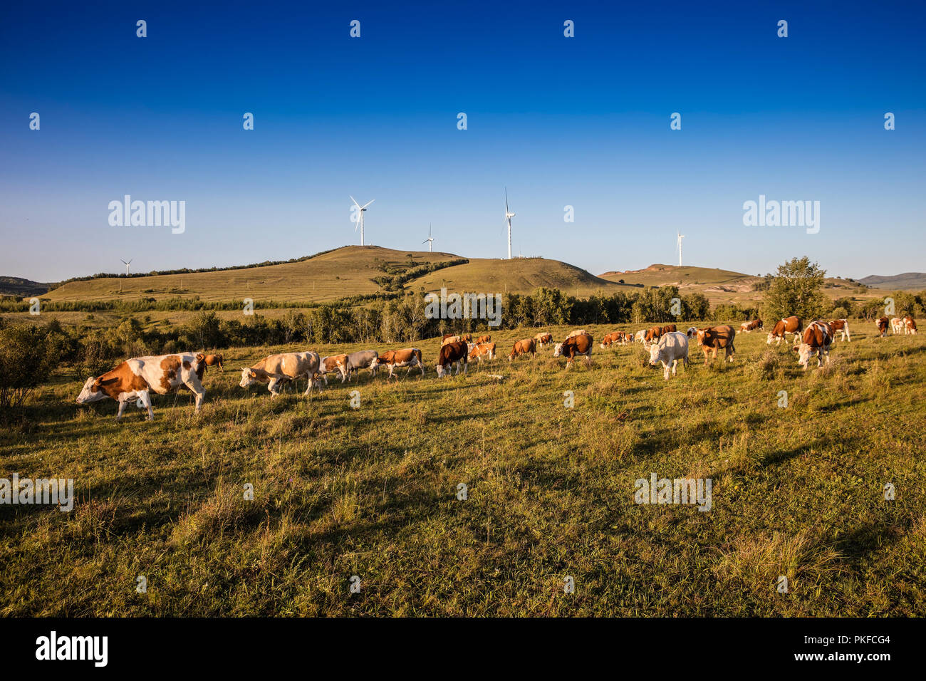 Hebei bashang cattle hi-res stock photography and images - Alamy