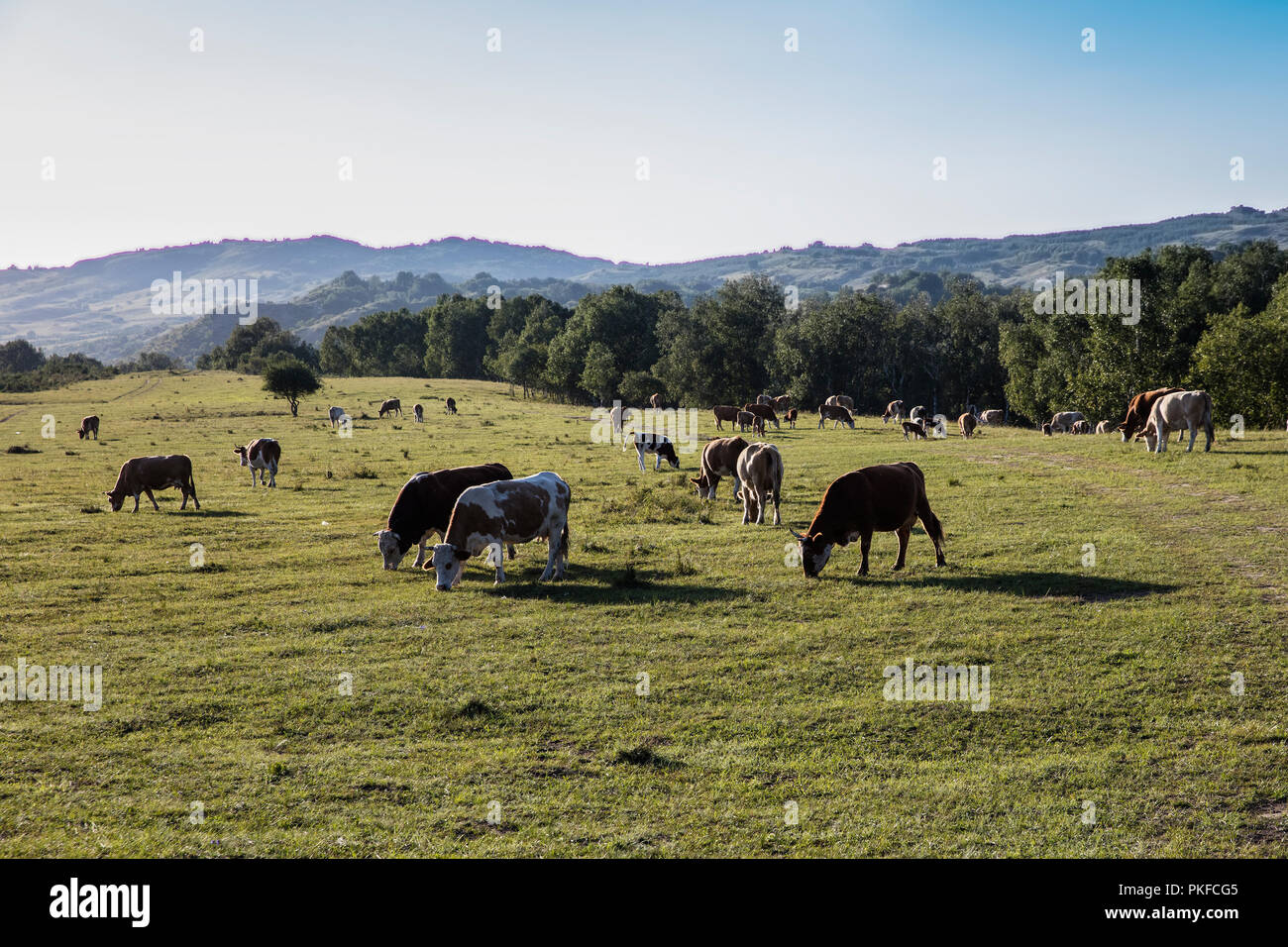 Hebei bashang grassland cattle Stock Photo - Alamy