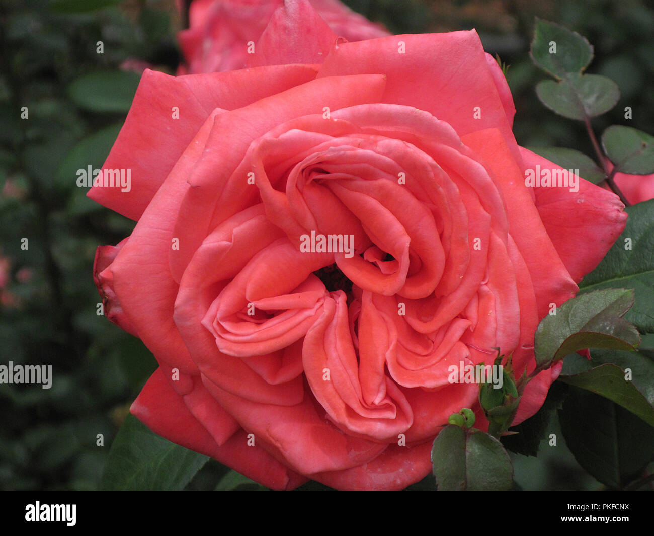 A Pink ROSE, growing in a garden in Coonoor, Tamilnadu, INDIA, ASIA ...