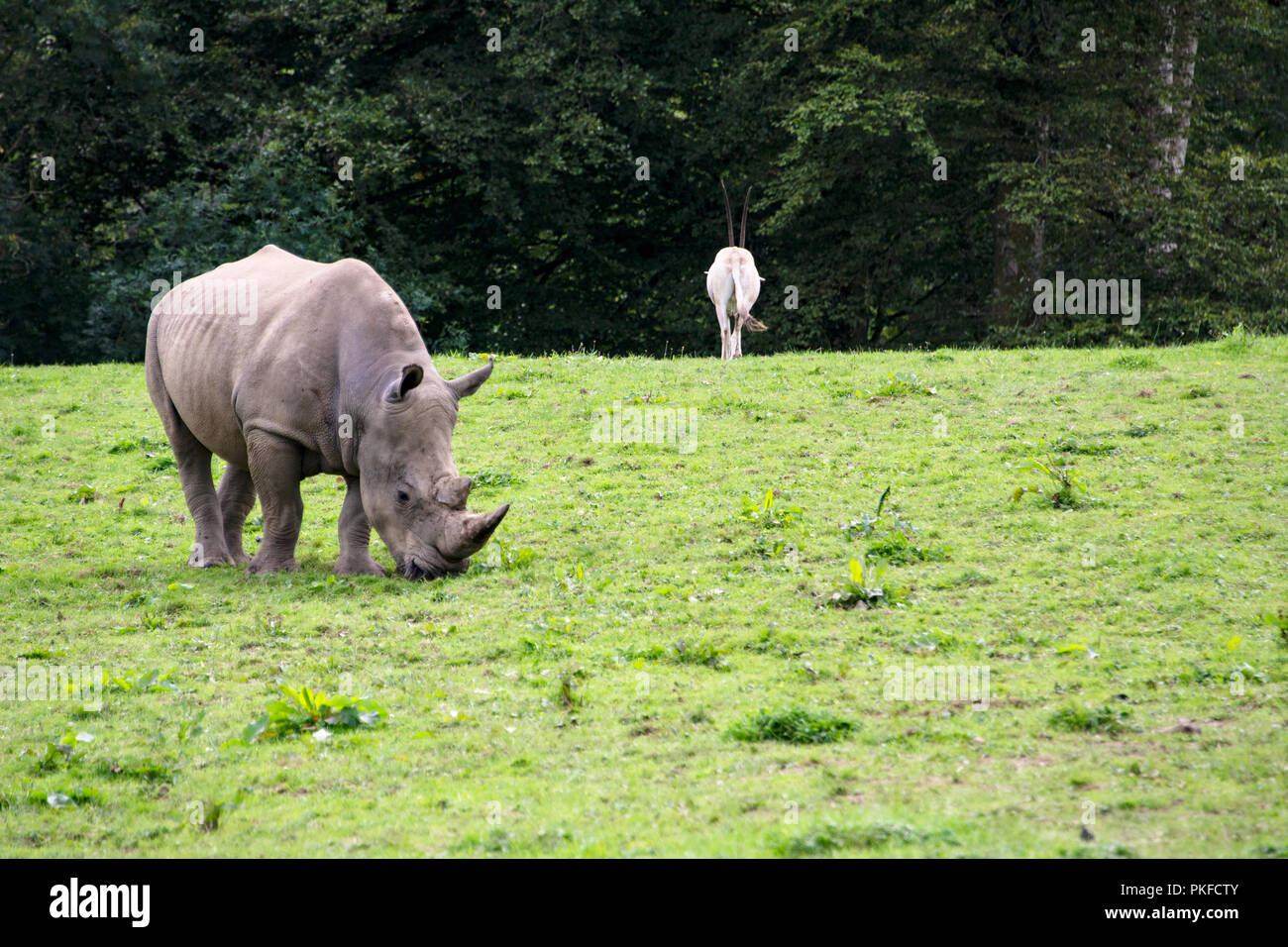 Rhino manor hi-res stock photography and images - Alamy