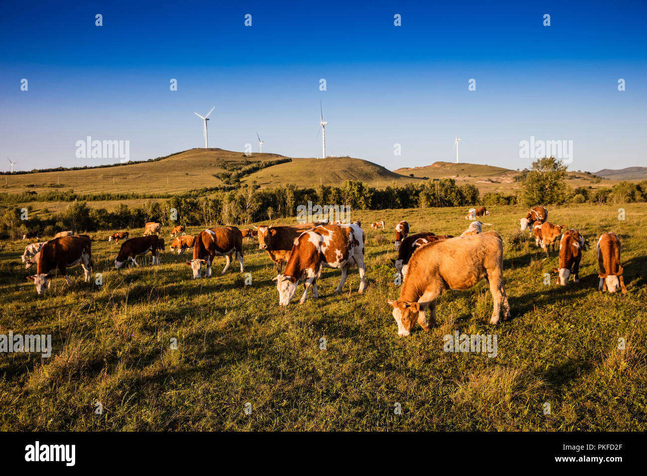 Hebei bashang grassland cattle Stock Photo - Alamy