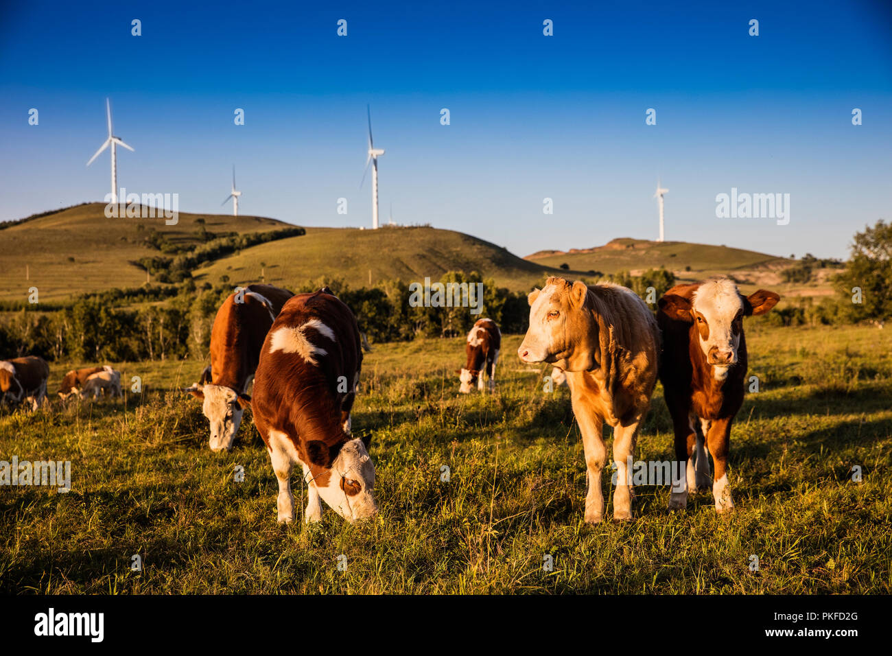 Hebei bashang cattle hi-res stock photography and images - Alamy