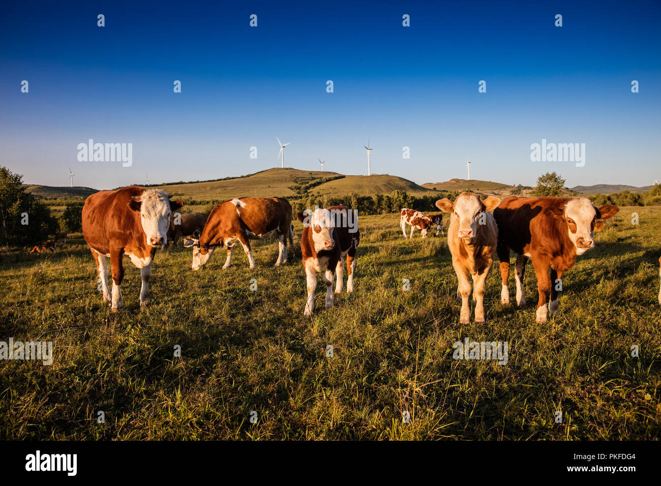 Hebei bashang grassland cattle Stock Photo - Alamy