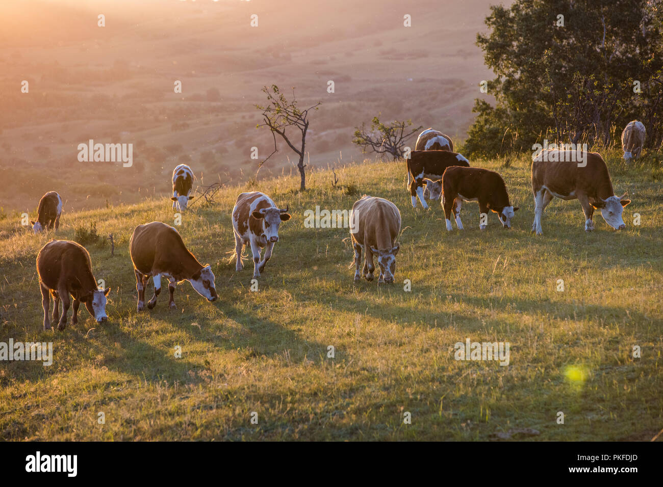 Hebei bashang cattle hi-res stock photography and images - Alamy