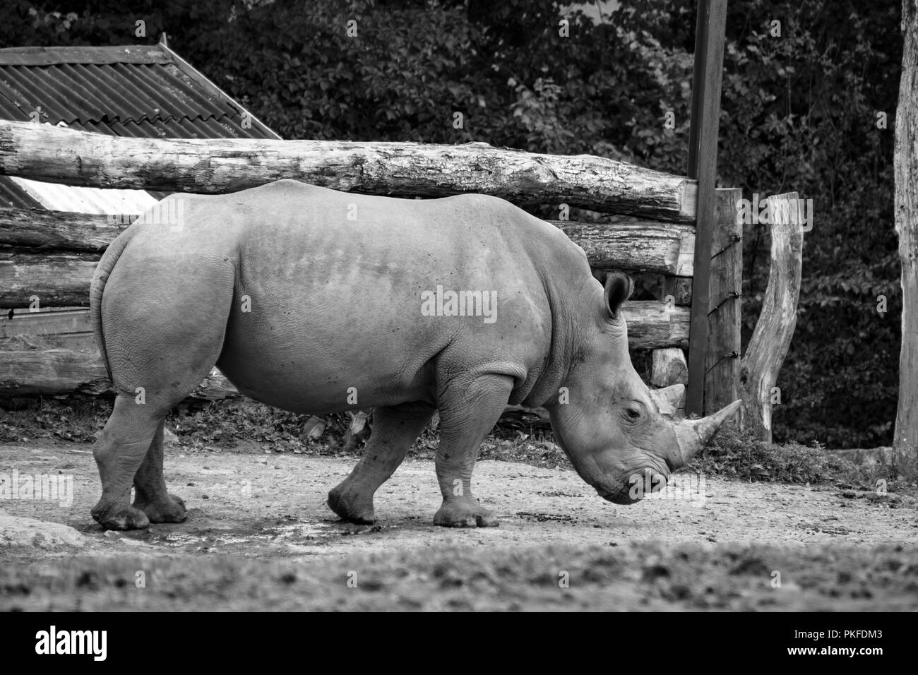 Rhino photograph Black and White Stock Photos & Images - Alamy