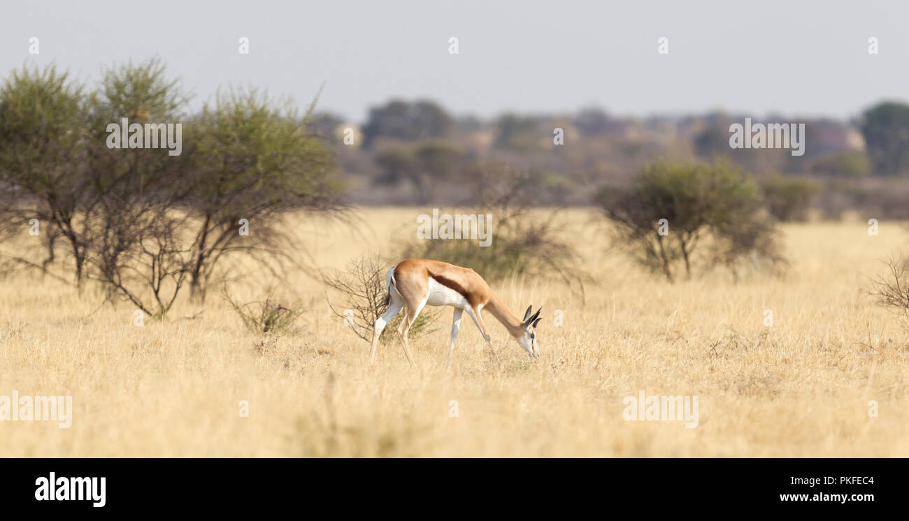 Springbok antelope (Antidorcas marsupialis) in it's natural habitat ...
