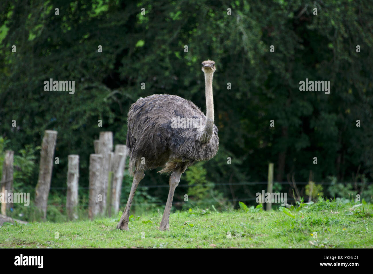 Emu neck hi-res stock photography and images - Alamy