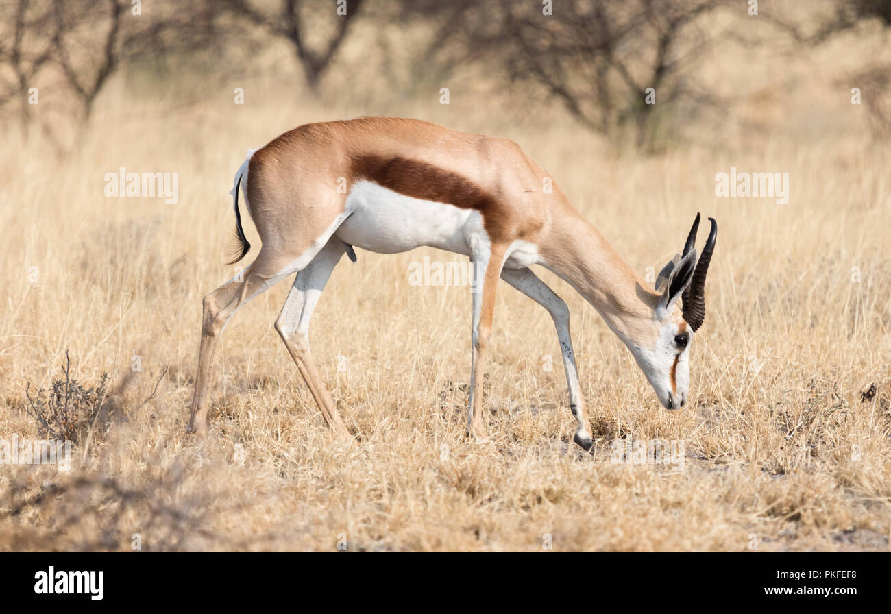 Springbok antelope (Antidorcas marsupialis) in it's natural habitat ...