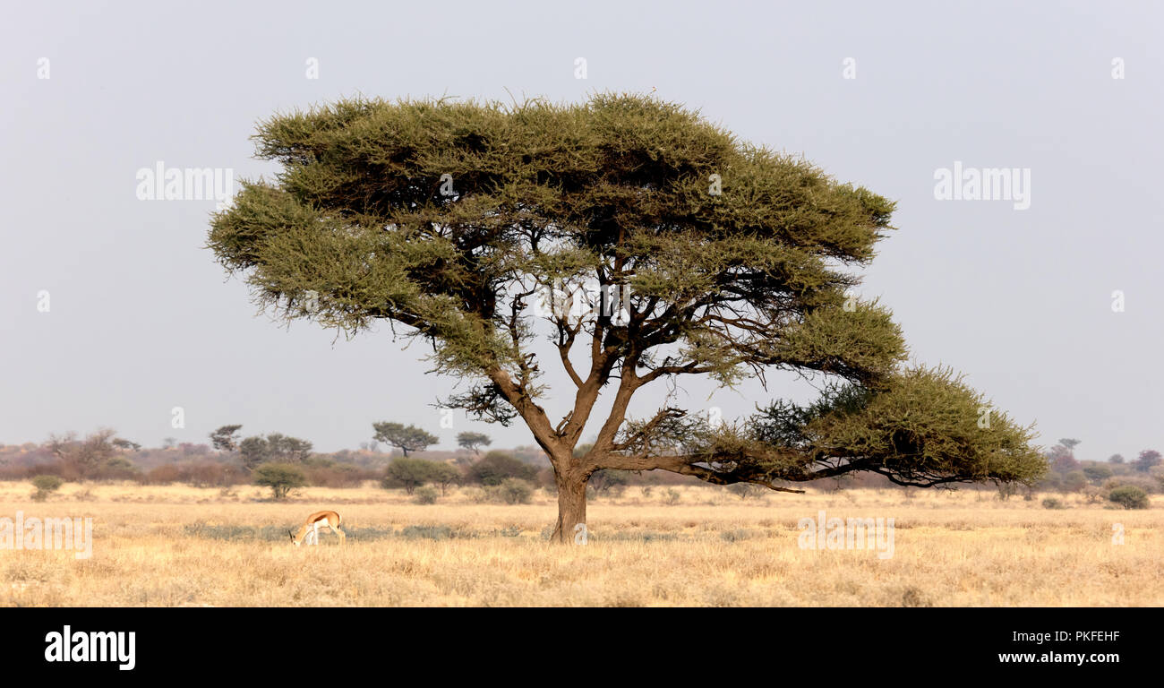 Springbok antelope (Antidorcas marsupialis) under a tree in the ...