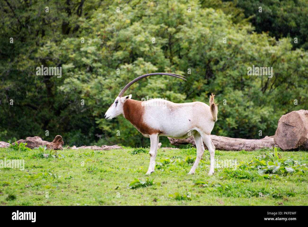 Photograph animal hi-res stock photography and images - Alamy