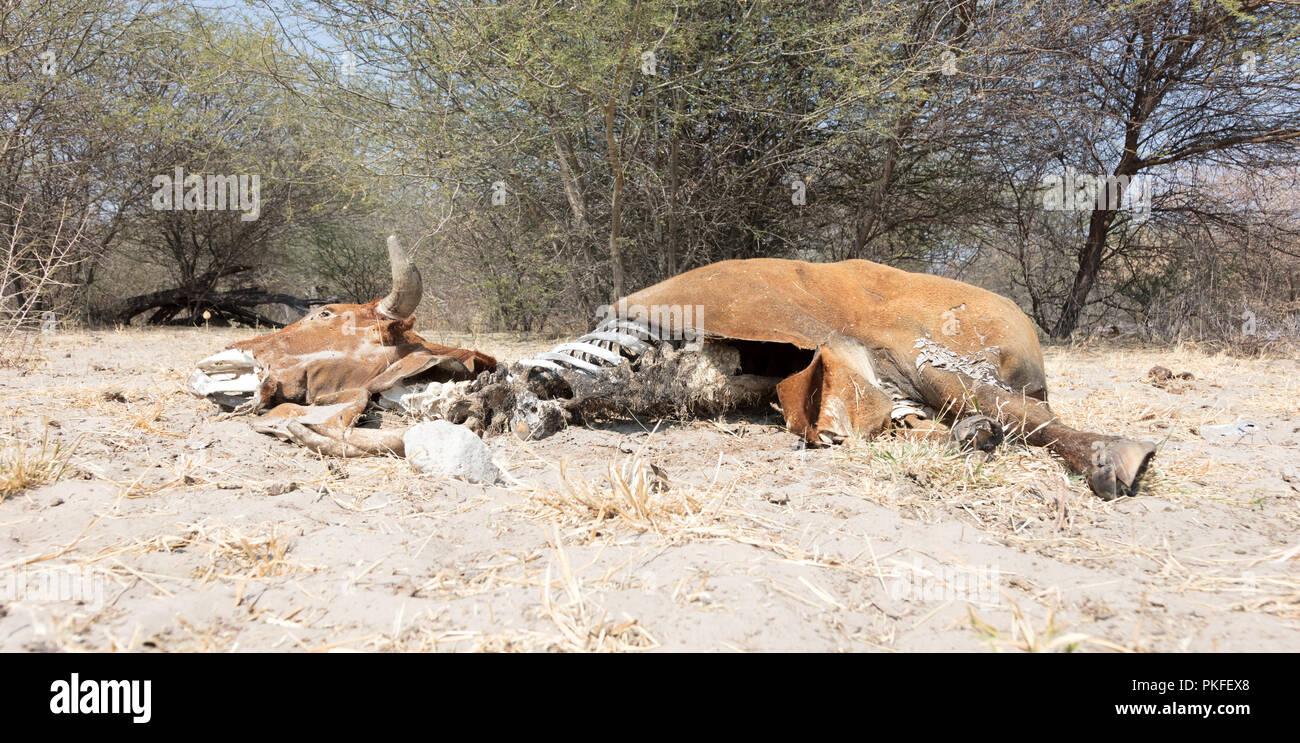 Dead cow medium close up, cause of death unknown - Botswana Stock Photo ...