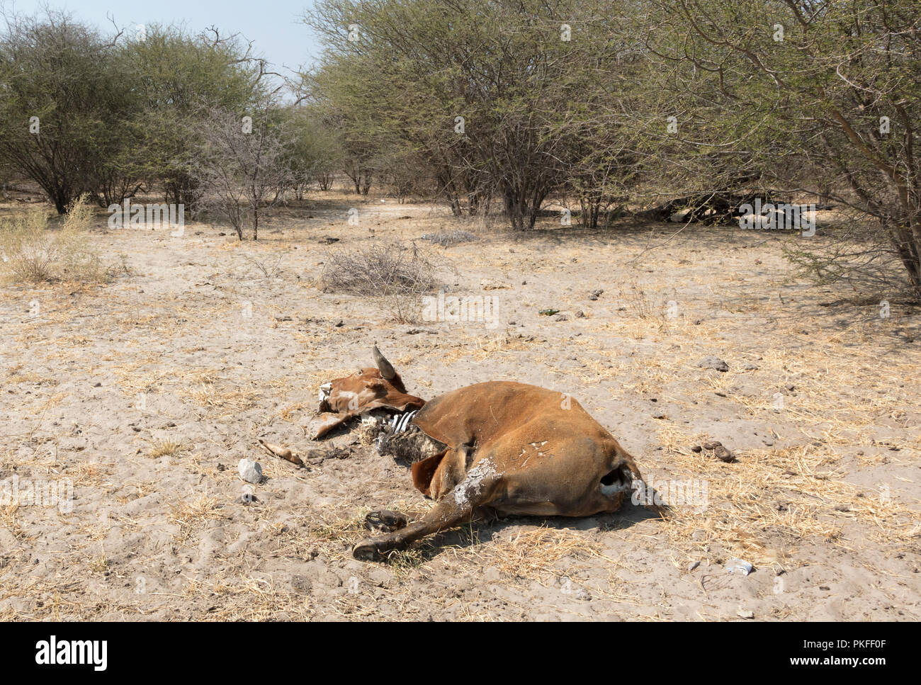 Dead cow medium close up, cause of death unknown - Botswana Stock Photo ...