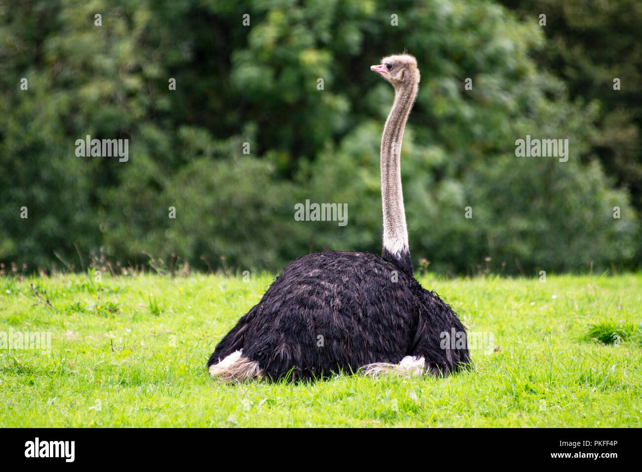 Long emu neck hi-res stock photography and images - Alamy