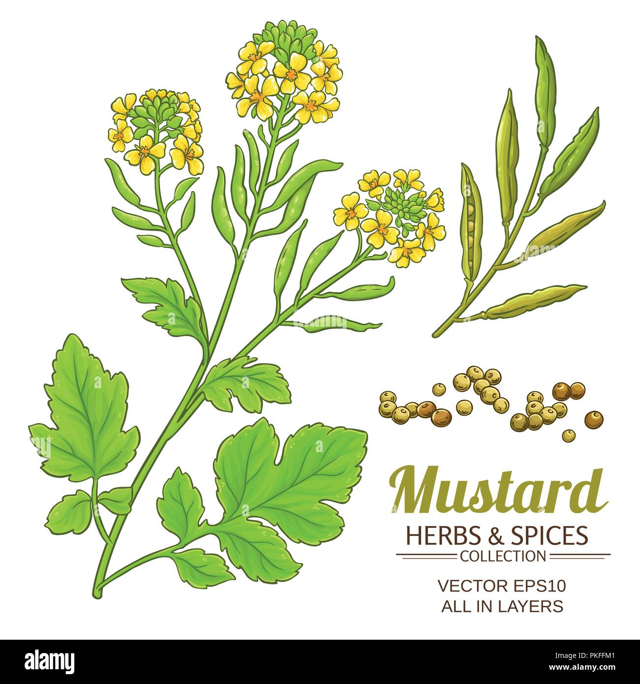 Mustard Crop Clipart